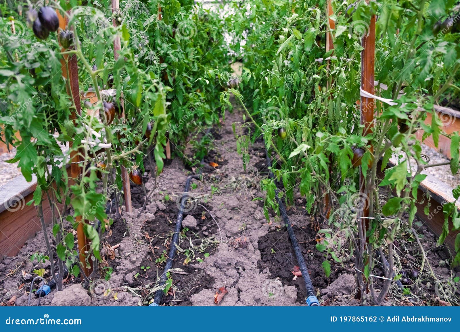 Tomatoes Patch Equipped with Drip Irrigation System. Modern ...