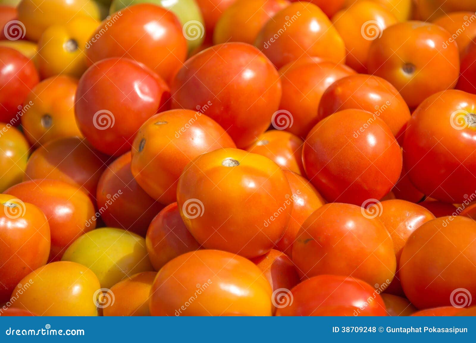 Tomatoes stock photo. Image of philippines, fresh, tomatoes - 38709248