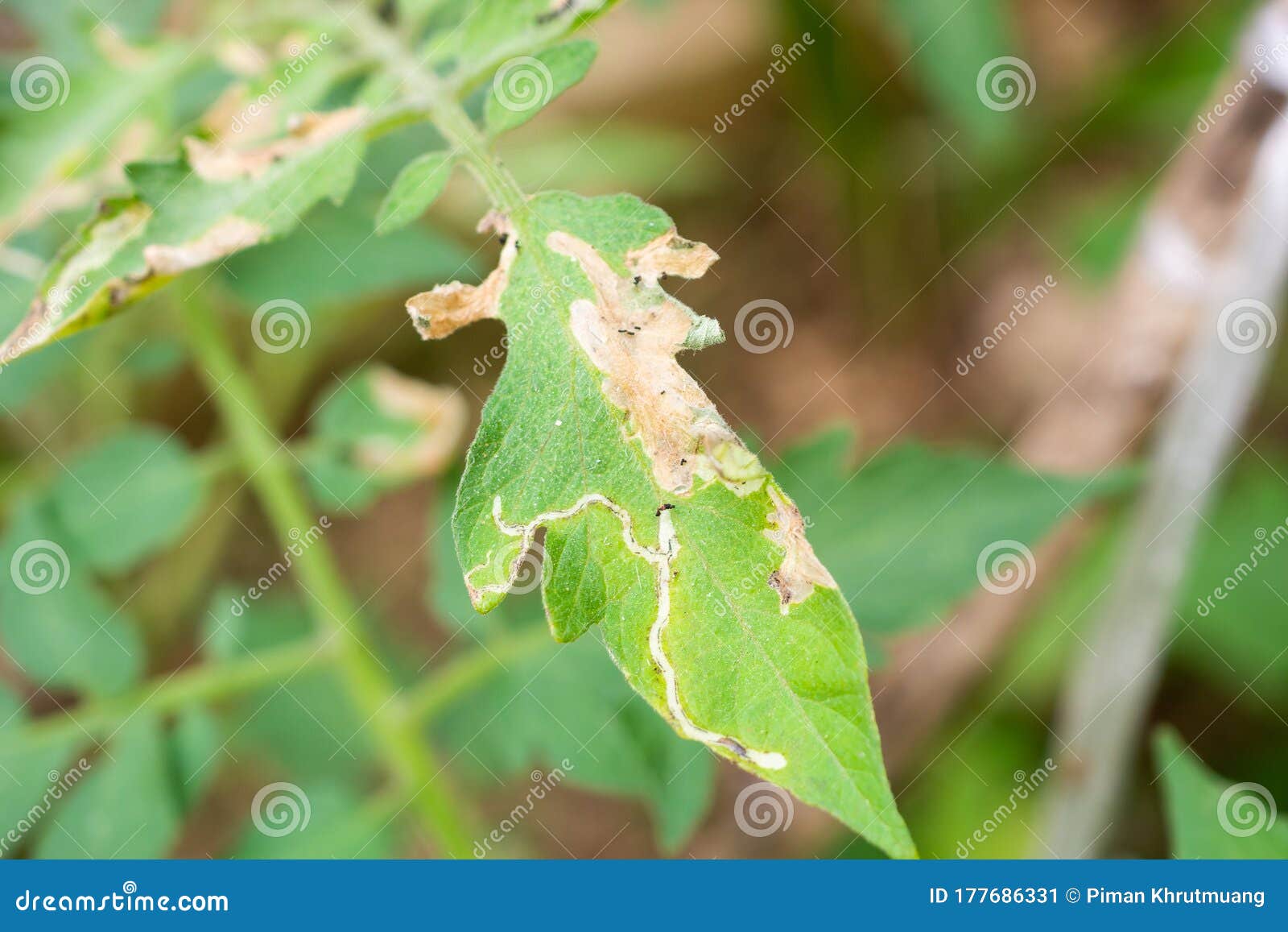 Tomatoes Plant with Disease on Leaves in Vegetable Garden Stock Image ...