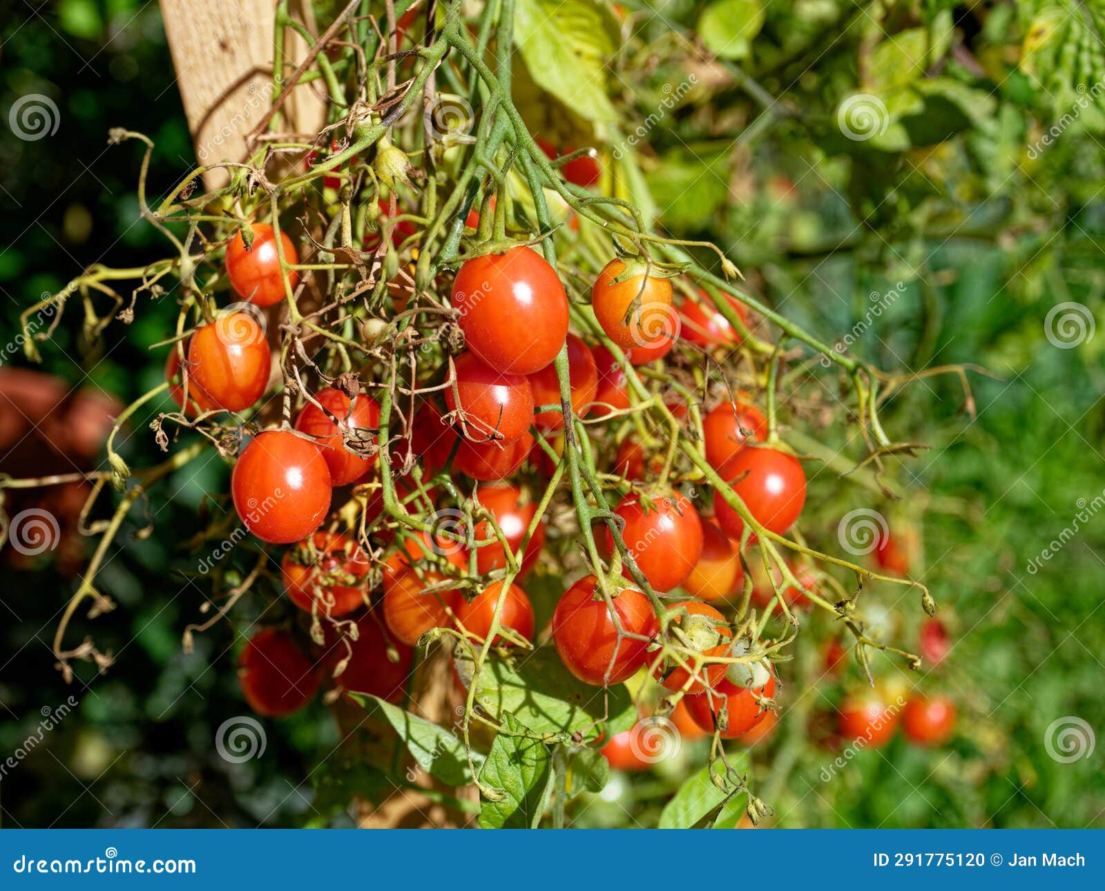 Tomatoes on plant stock photo. Image of fruit, fresh - 291775120