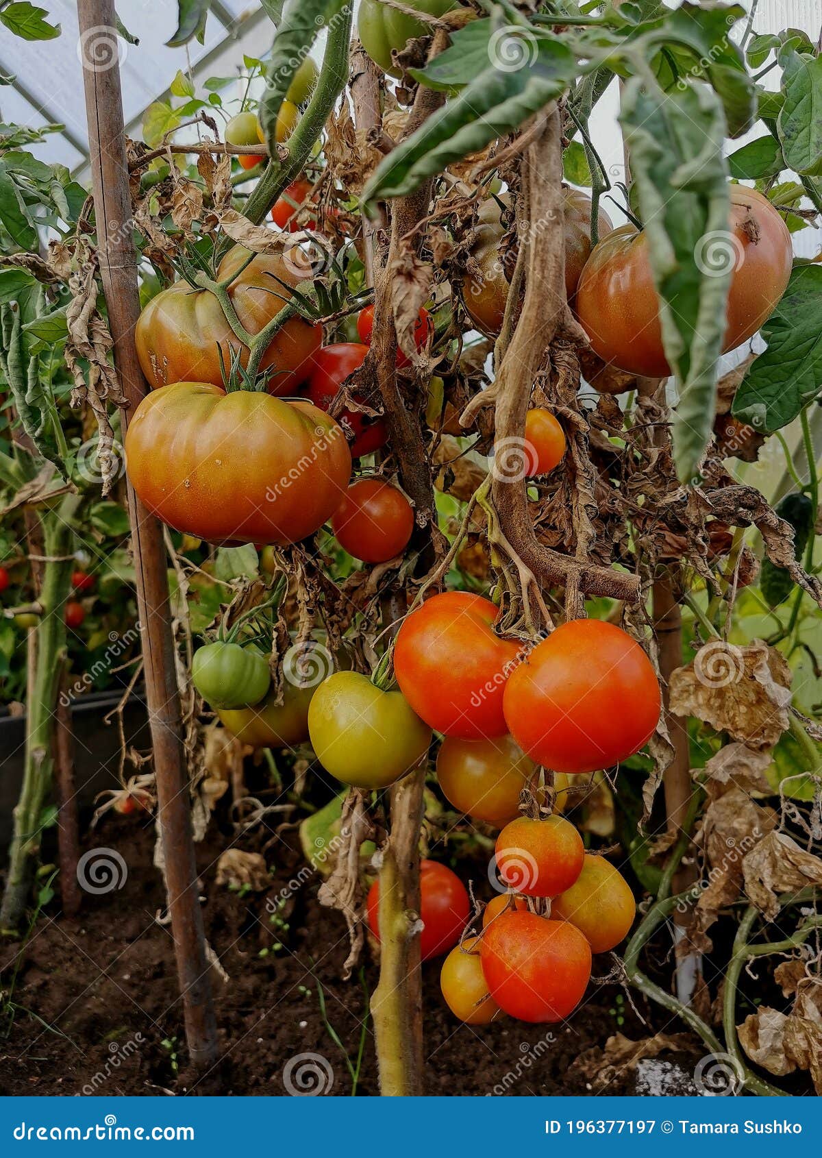 Tomatoes Are Plants From The Solanaceae Family, Native To Central And ...