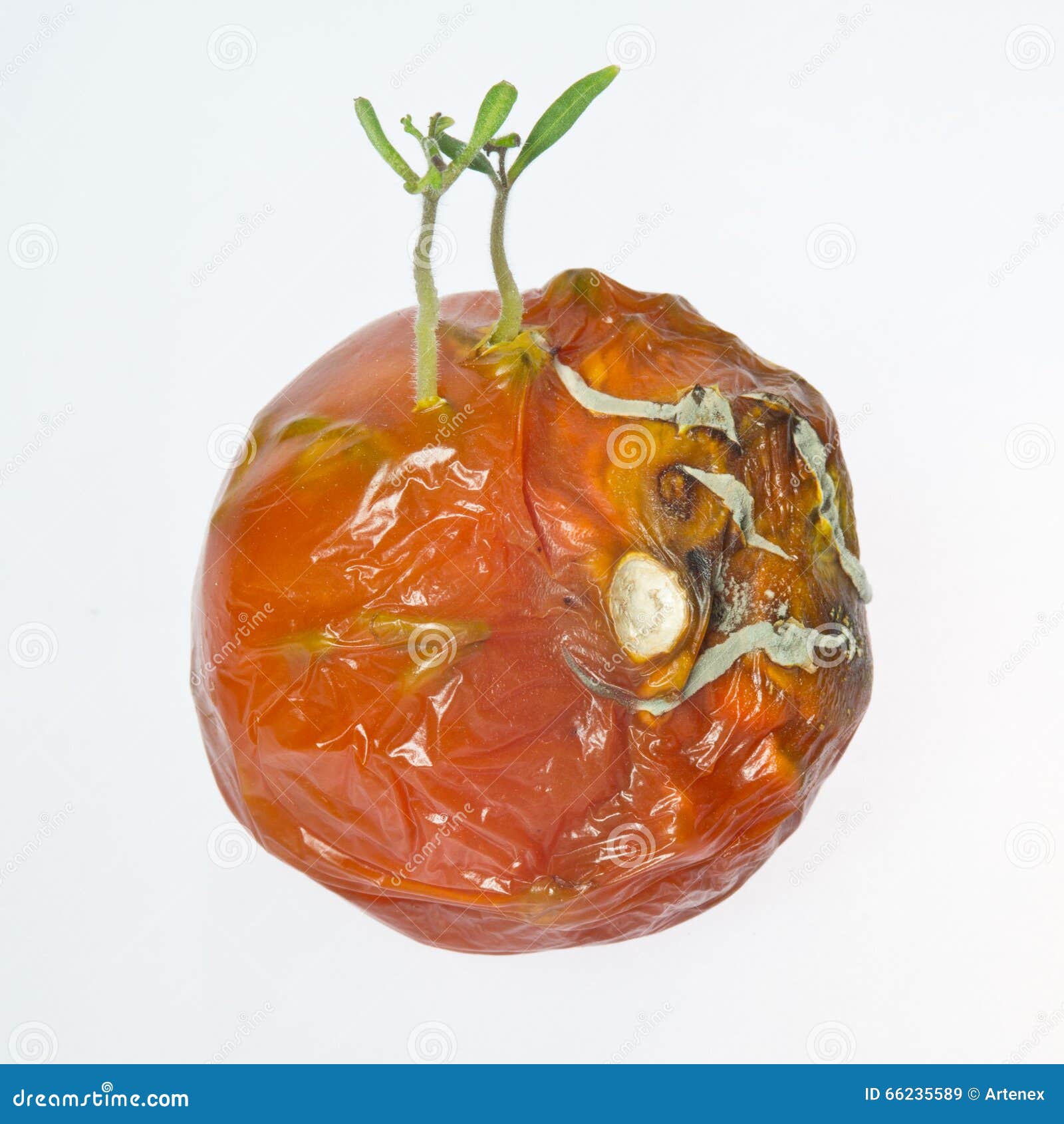 Tomatoes plants stock image. Image of mold, ingredient - 66235589