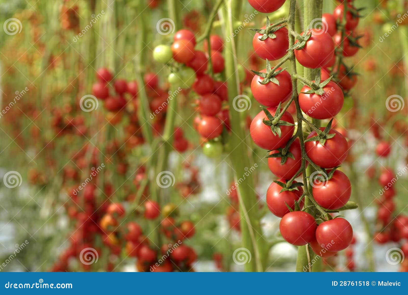 Tomatoes Plants in Natural Light Stock Photo - Image of group, growing ...