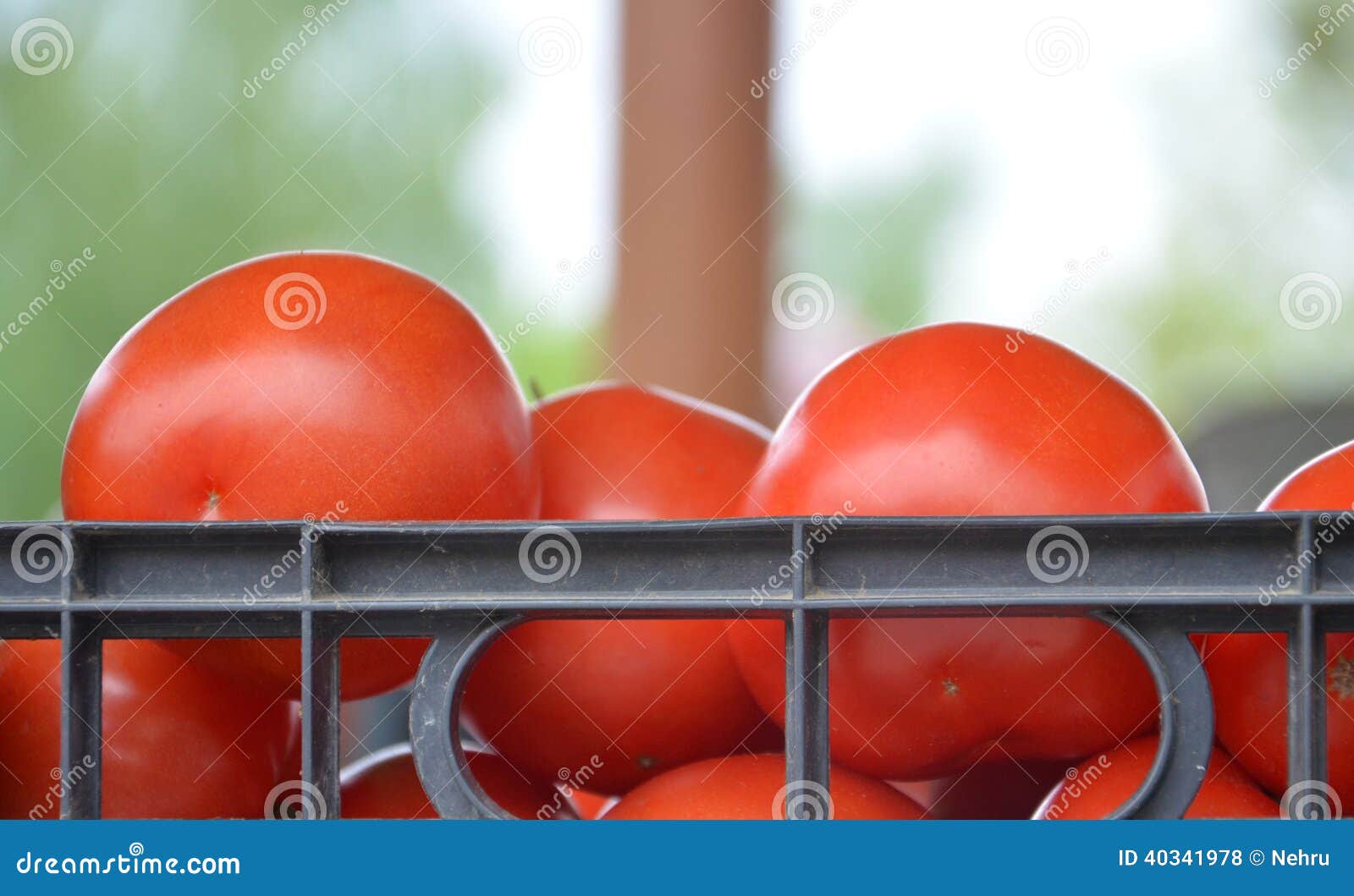 Tomatoes in a plastic box stock photo. Image of basket - 40341978