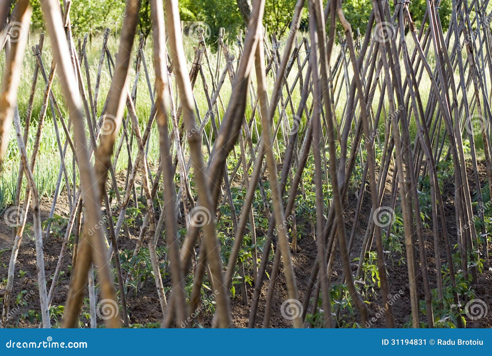 Tomatoes poles stock image. Image of food, tomatoes, plant - 31194831