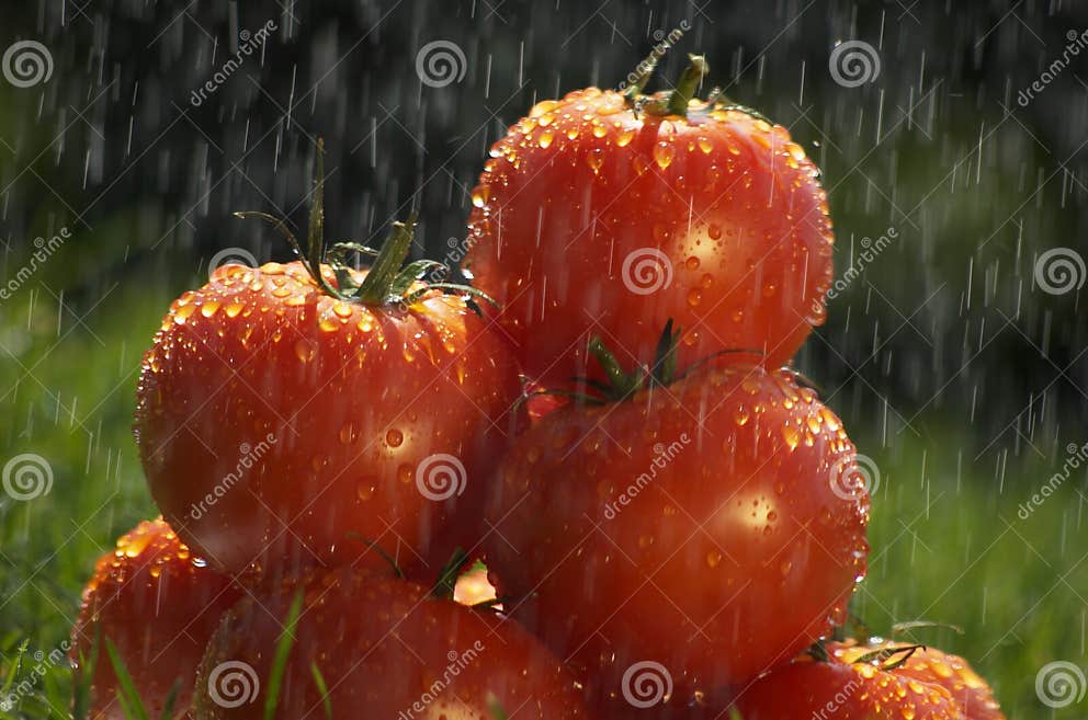 Tomatoes in the rain stock image. Image of growth, biology - 7428261