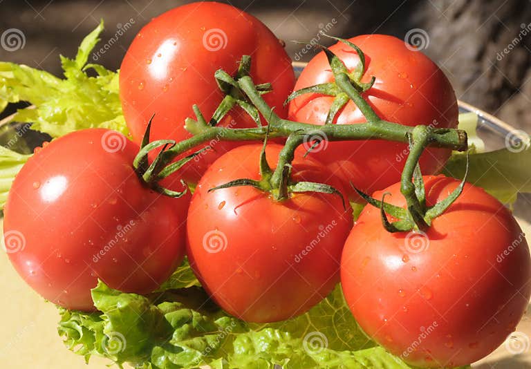Tomatoes with rain drops 3 stock photo. Image of tomatoes - 8284910