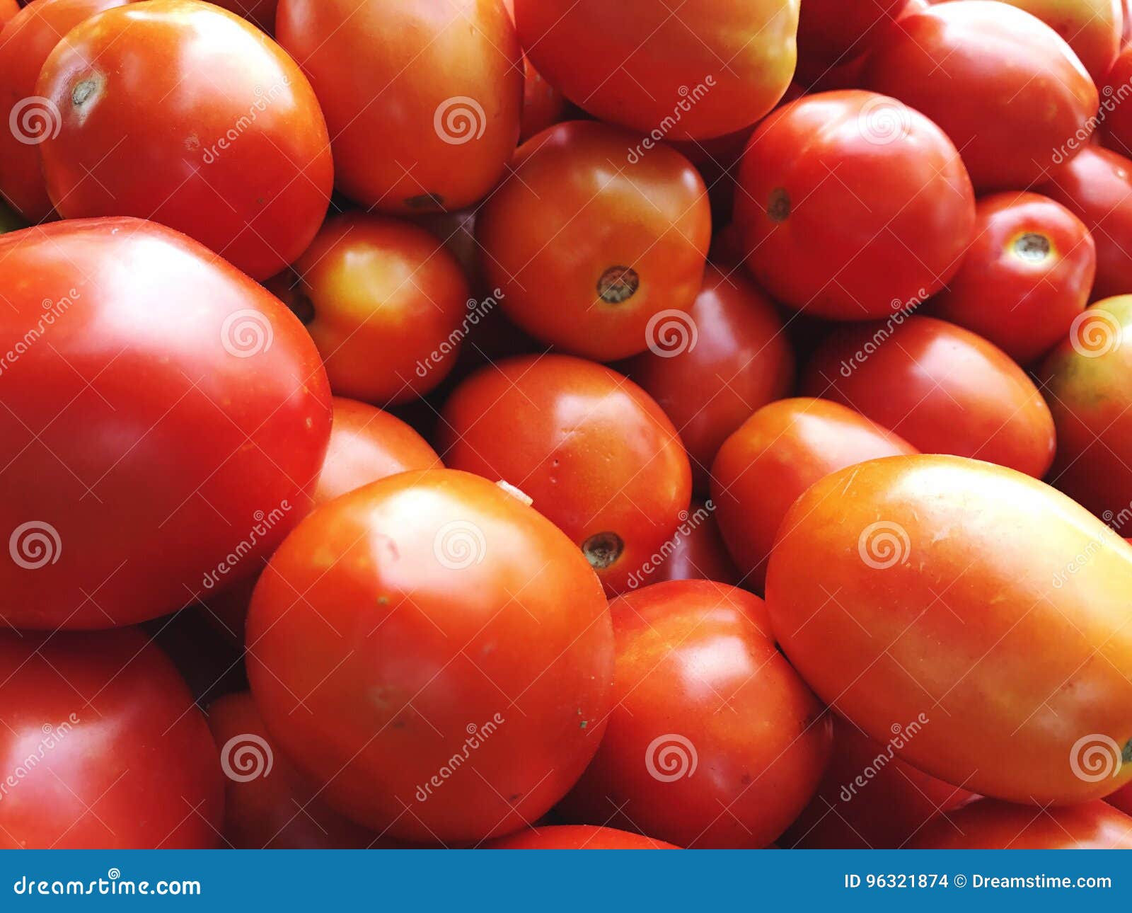 Tomatoes stock photo. Image of healthy, food, tomatoes - 96321874