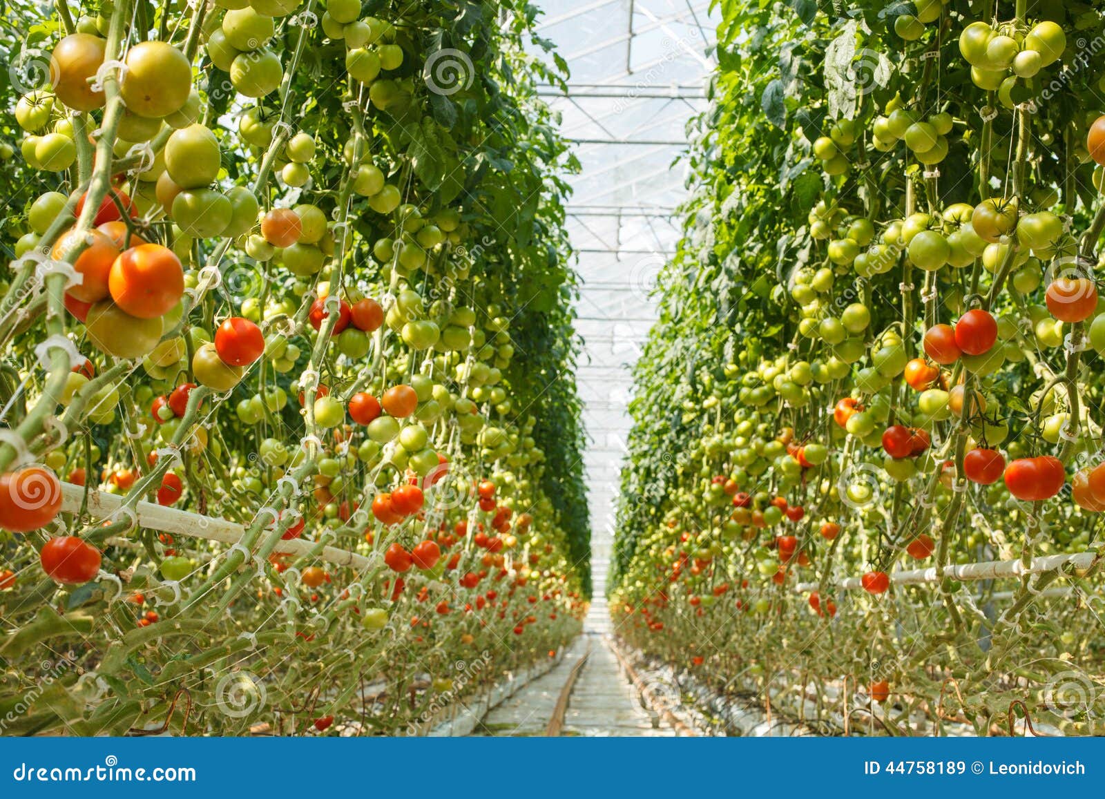 Tomatoes stock image. Image of summer, agriculture, ripe - 44758189
