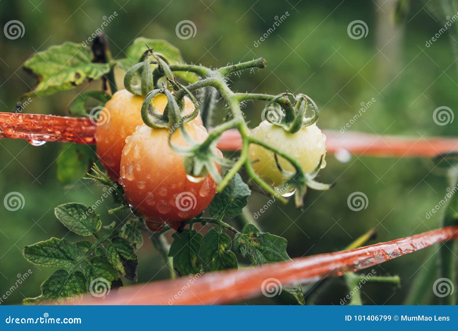 Tomatoes ripen fully stock image. Image of organic, growth - 101406799