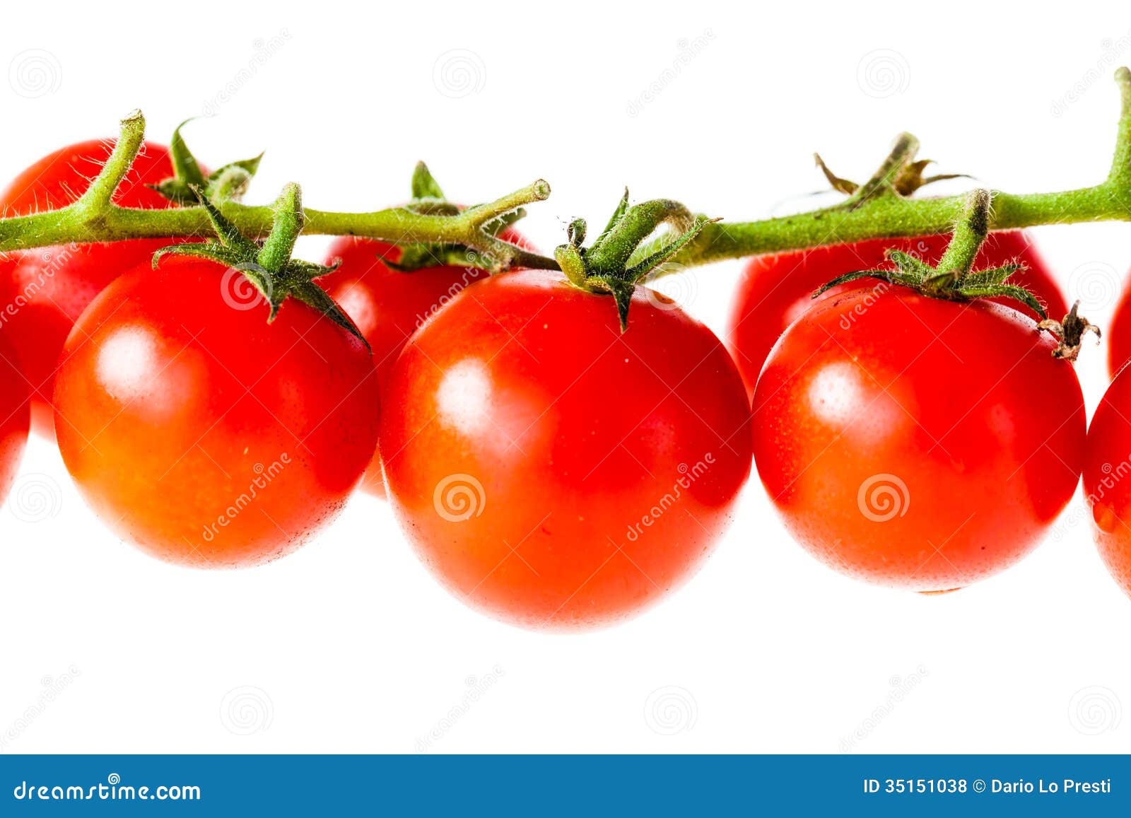 Tomatoes in a row stock photo. Image of biological, mediterranean ...