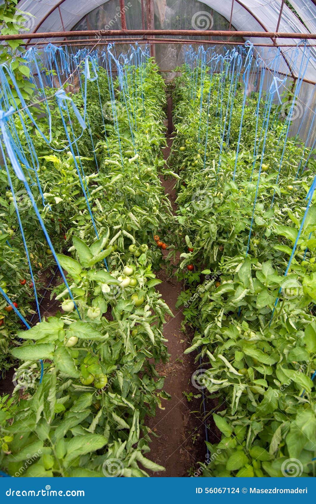 Tomatoes stock photo. Image of garden, green, tomatoes - 56067124