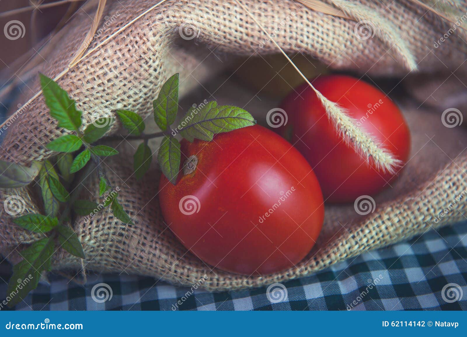 Tomatoes stock photo. Image of tomato, sunrise, harvest - 62114142