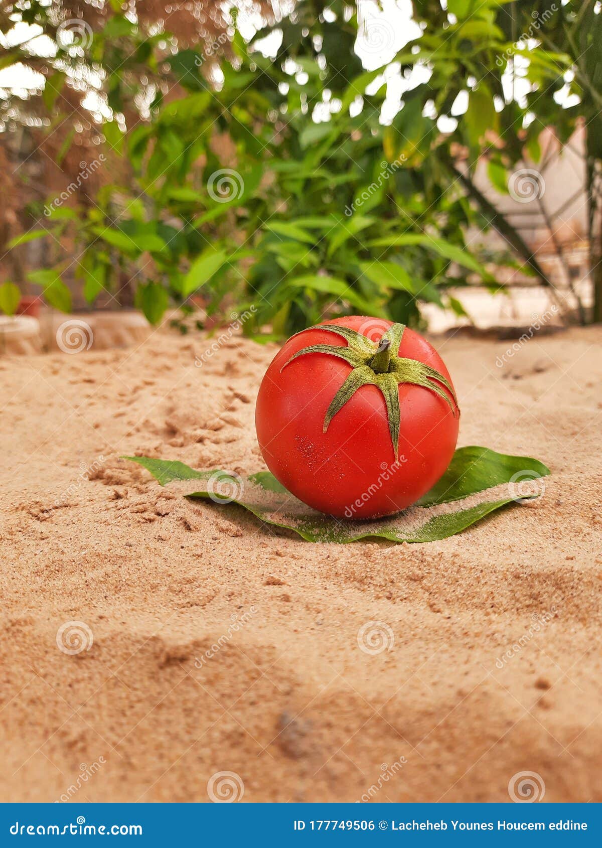 Tomatoes in Sand Dunes on Desert Stock Photo - Image of nature ...