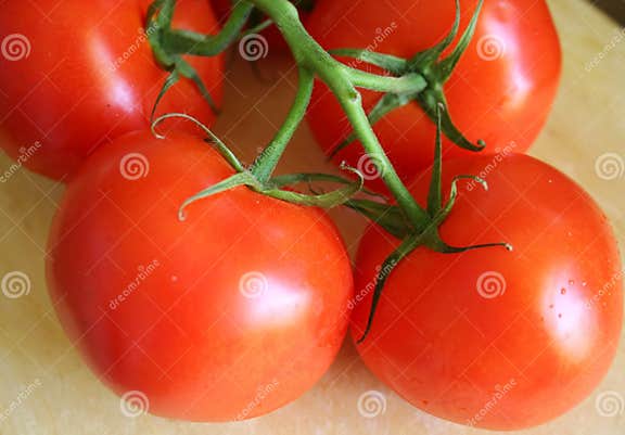 Tomatoes stock photo. Image of vitamin, tomato, food - 41027400
