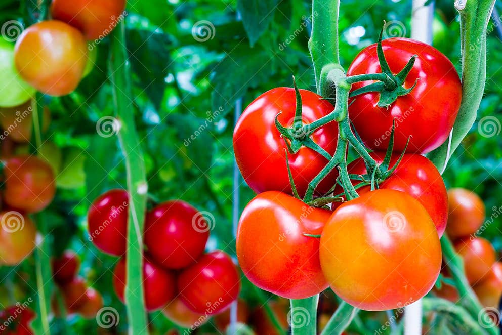 Tomatoes on a stem stock photo. Image of farming, garden - 25077524