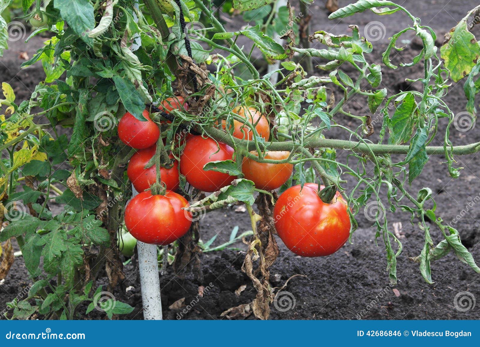 Tomatoes on stem stock photo. Image of farm, growing - 42686846