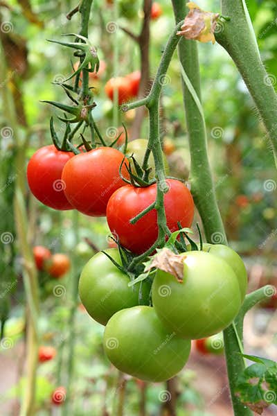 Tomatoes on Tree stock photo. Image of crop, farm, colorful - 15475404