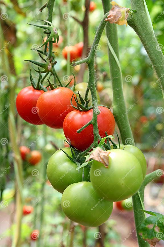 Tomatoes on Tree stock photo. Image of crop, farm, colorful - 15475404