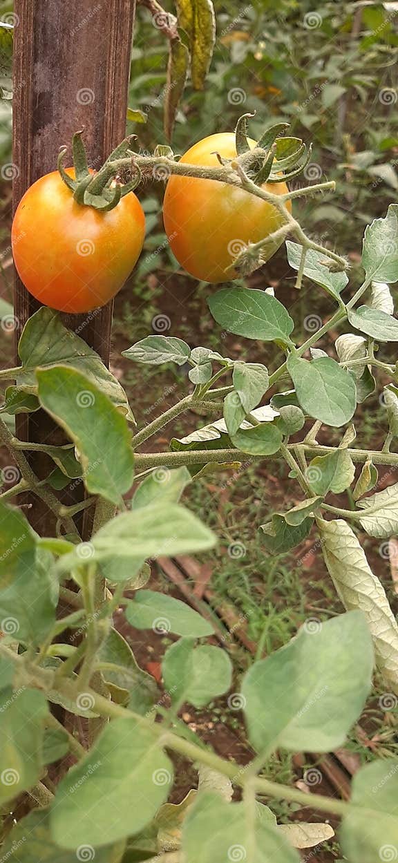 Tomatoes on the tree stock image. Image of tomato, tree - 304503737
