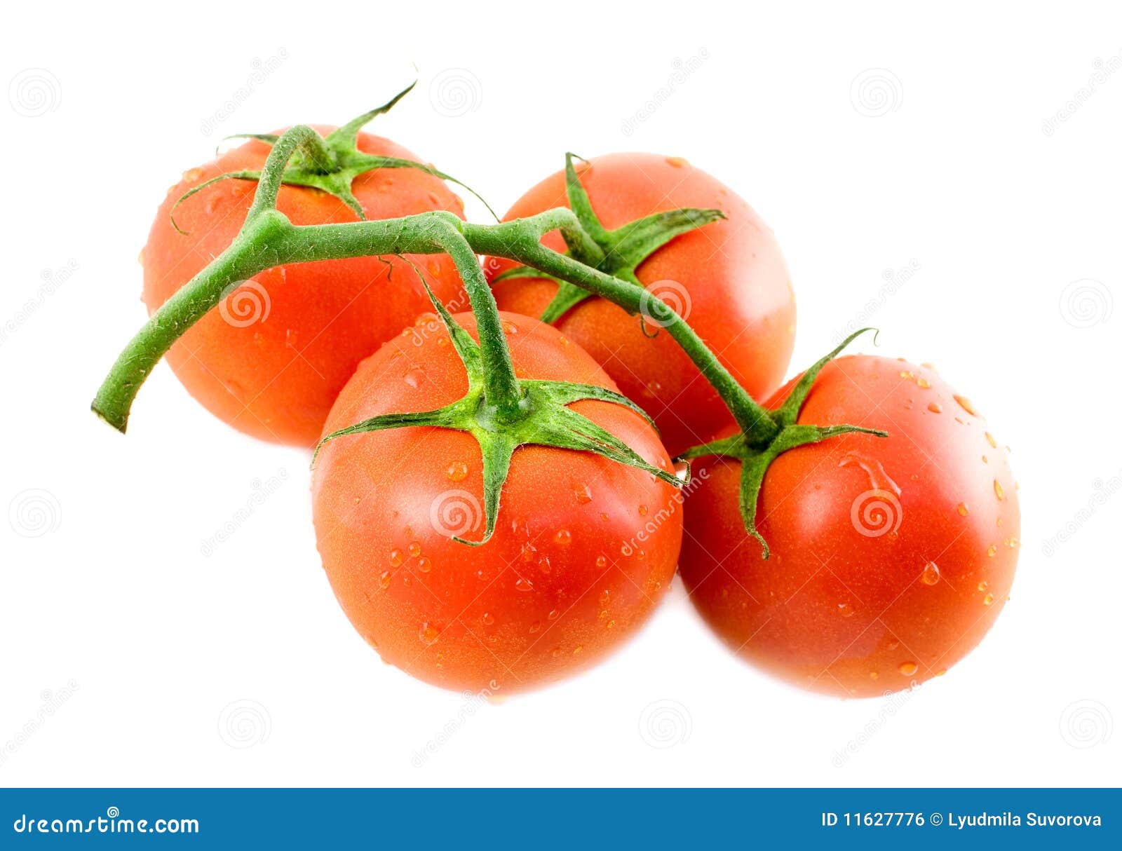 Tomatoes on a twig stock photo. Image of nature, juicy - 11627776