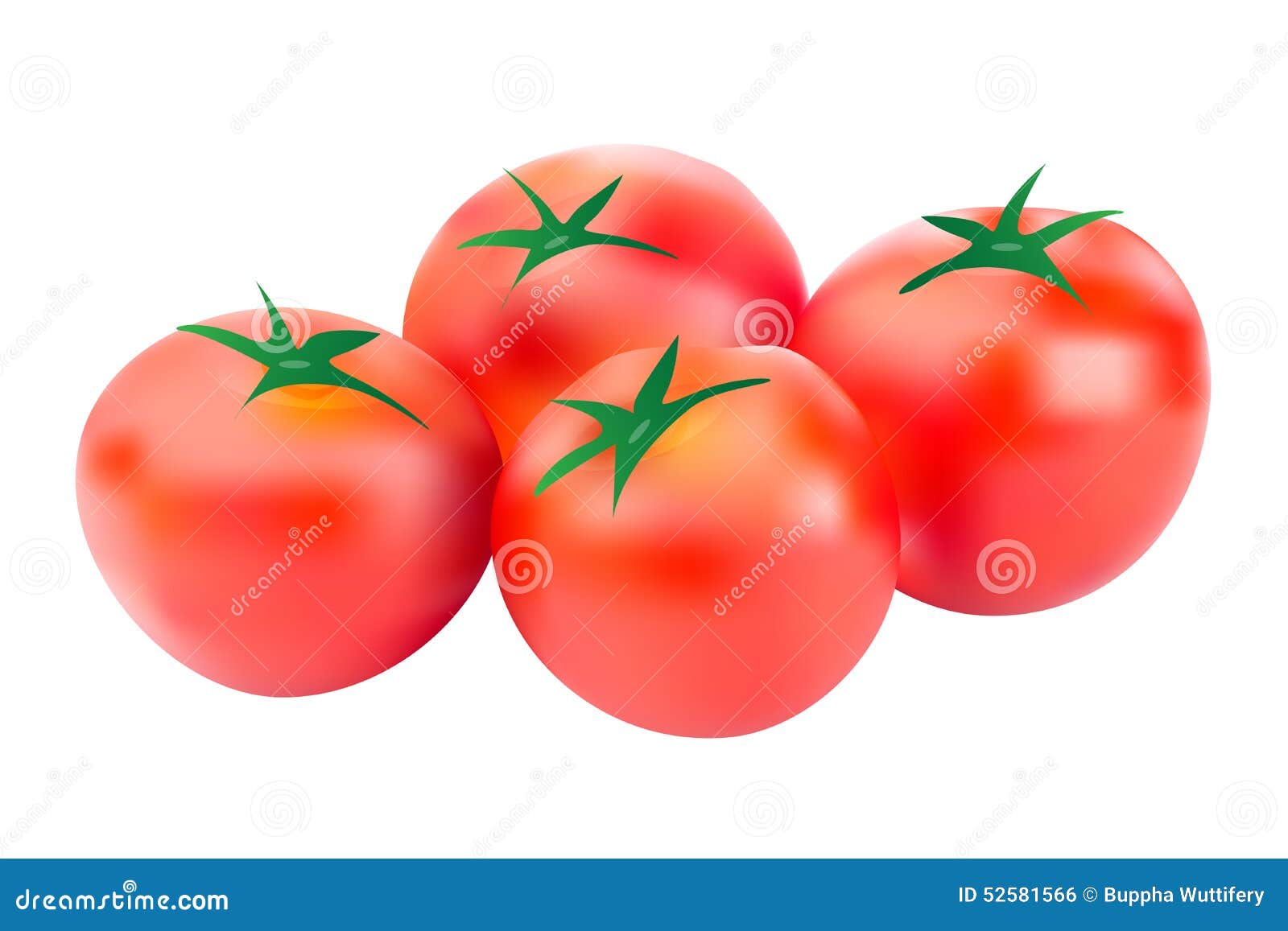 Tomatoes vector stock vector. Illustration of tomatoes - 52581566
