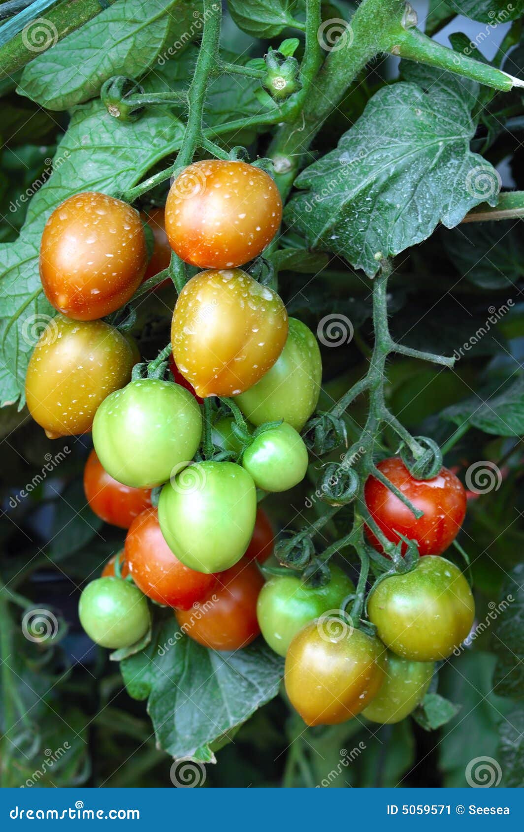 Tomatoes in Vegetable Garden Stock Image - Image of summer, nourishment ...