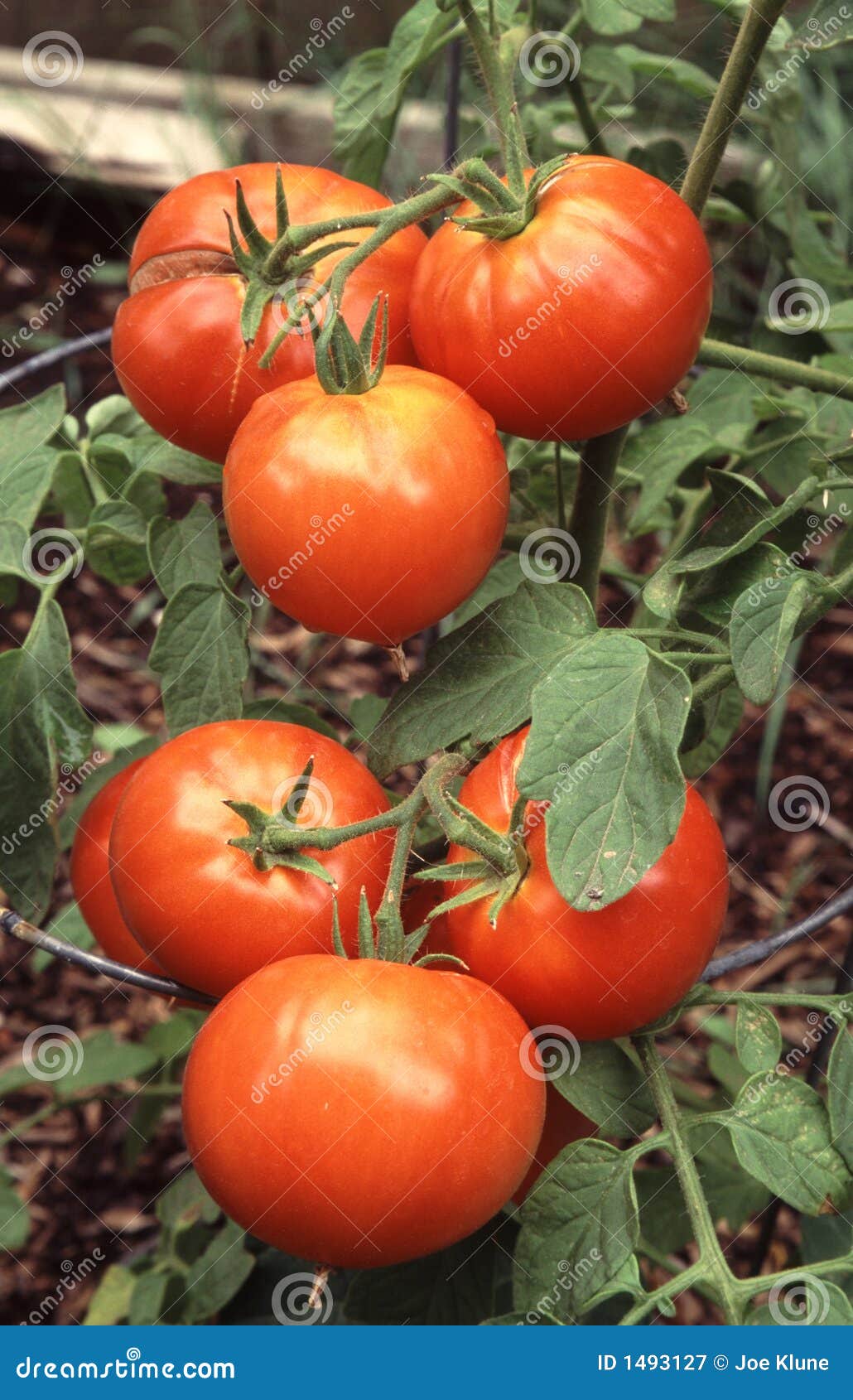 Tomatoes on the vine stock image. Image of tasty, food - 1493127
