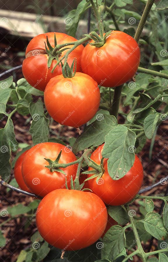 Tomatoes on the vine stock image. Image of tasty, food - 1493127