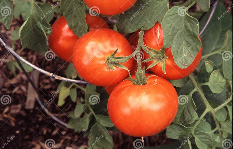 Tomatoes on the vine stock photo. Image of tomatoes, tomato - 1493144