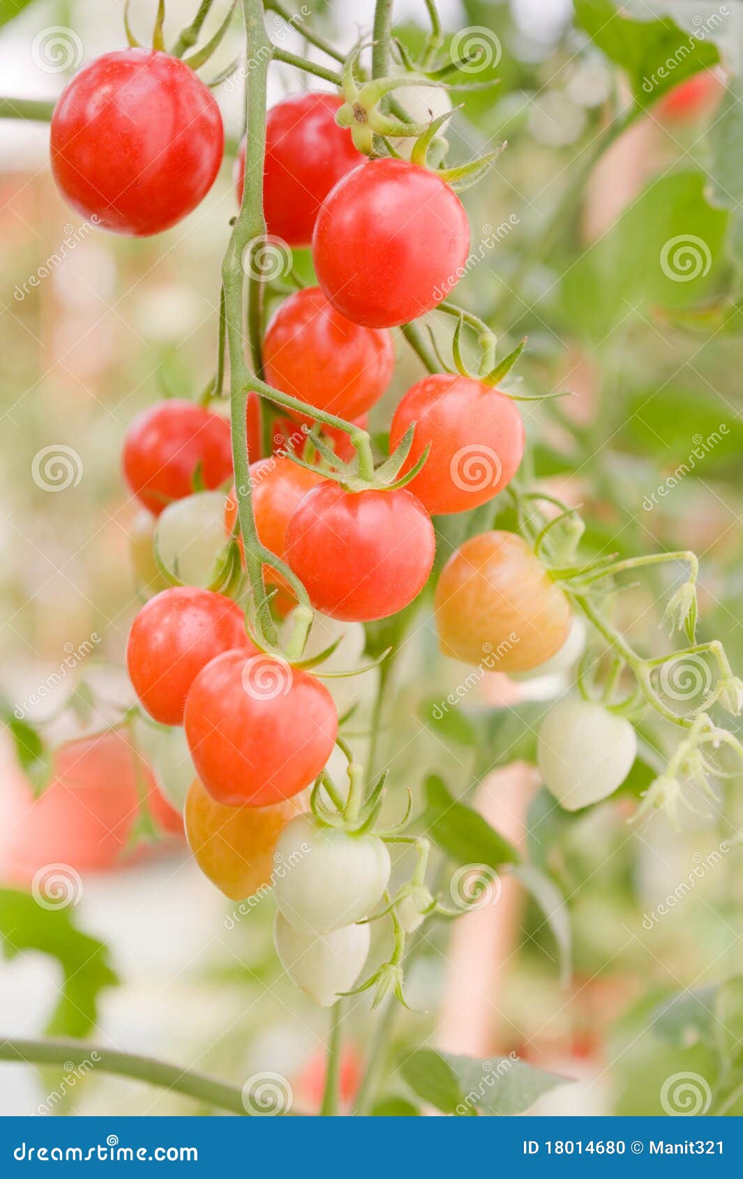 Tomatoes on the vine stock photo. Image of outdoors, greenhouse - 18014680