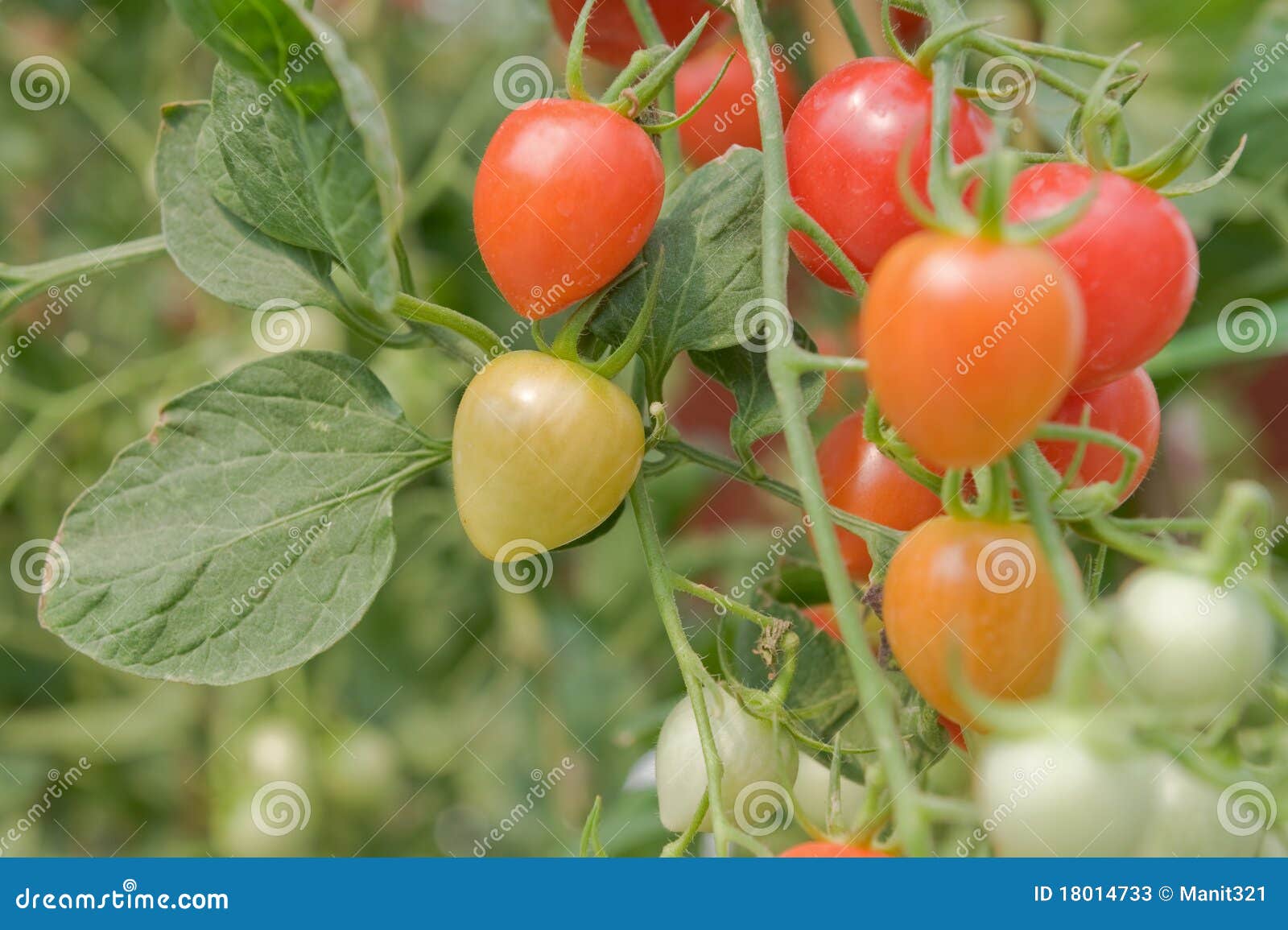 Tomatoes on the vine stock image. Image of horizontal - 18014733
