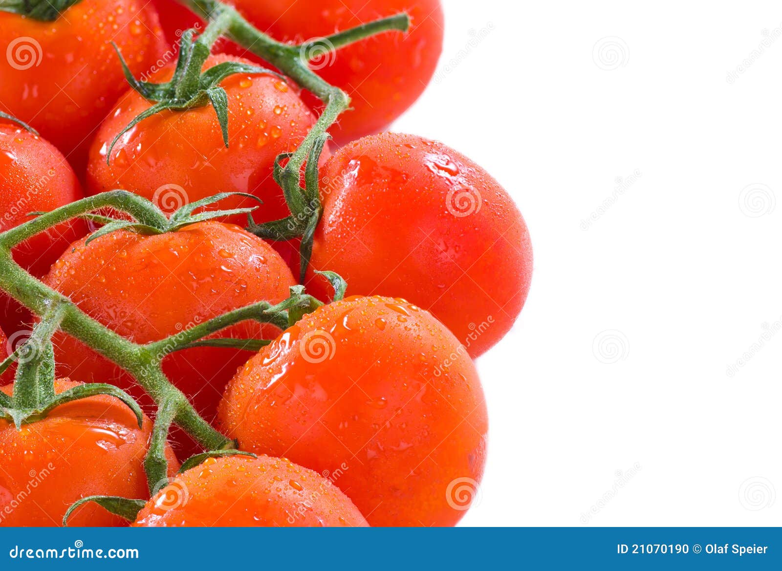 Tomatoes on the vine stock photo. Image of tomato, ripe - 21070190