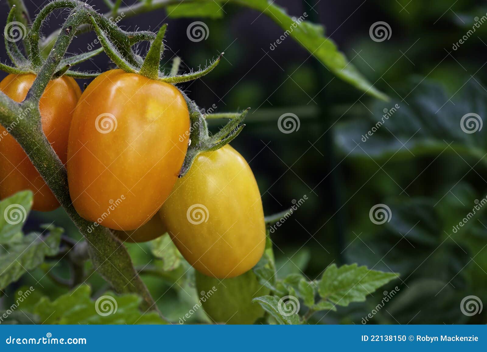 Tomatoes on the Vine stock photo. Image of aphid, food - 22138150