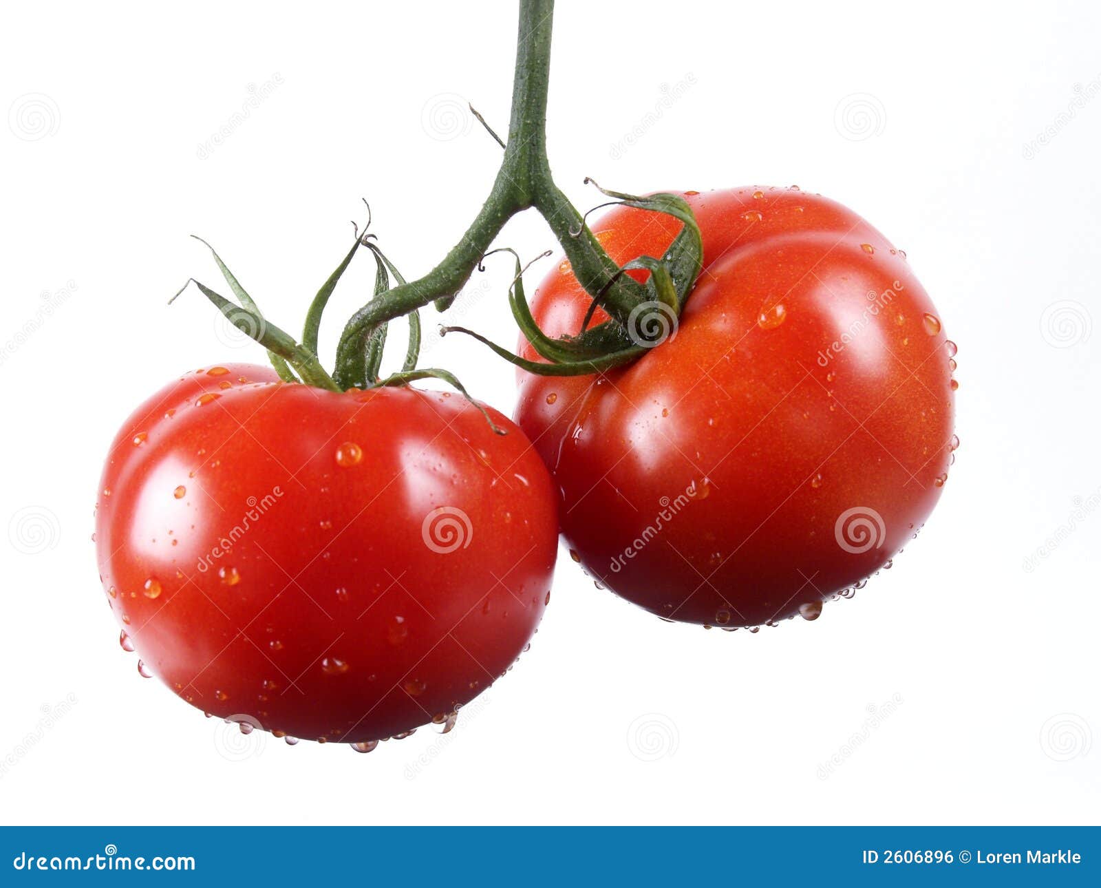 Tomatoes on the vine stock photo. Image of tomatoes, fruit - 2606896
