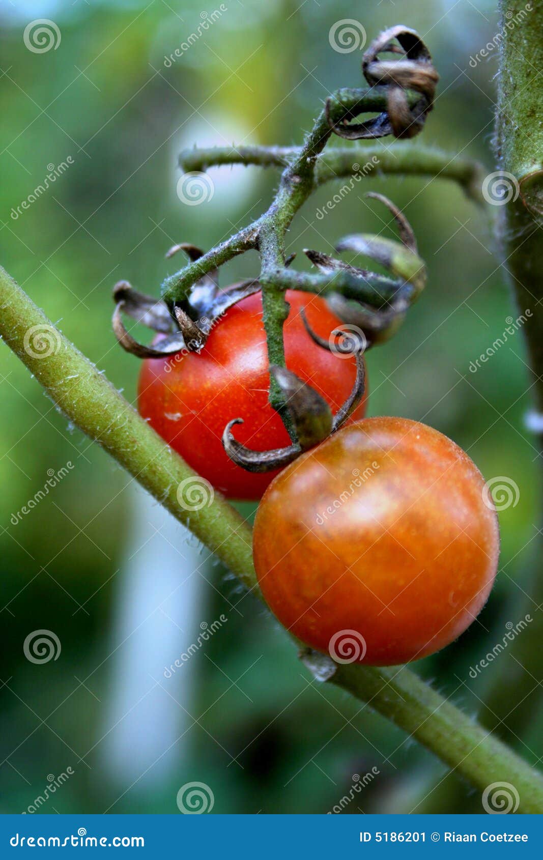 Tomatoes on the vine stock image. Image of fruit, garden - 5186201
