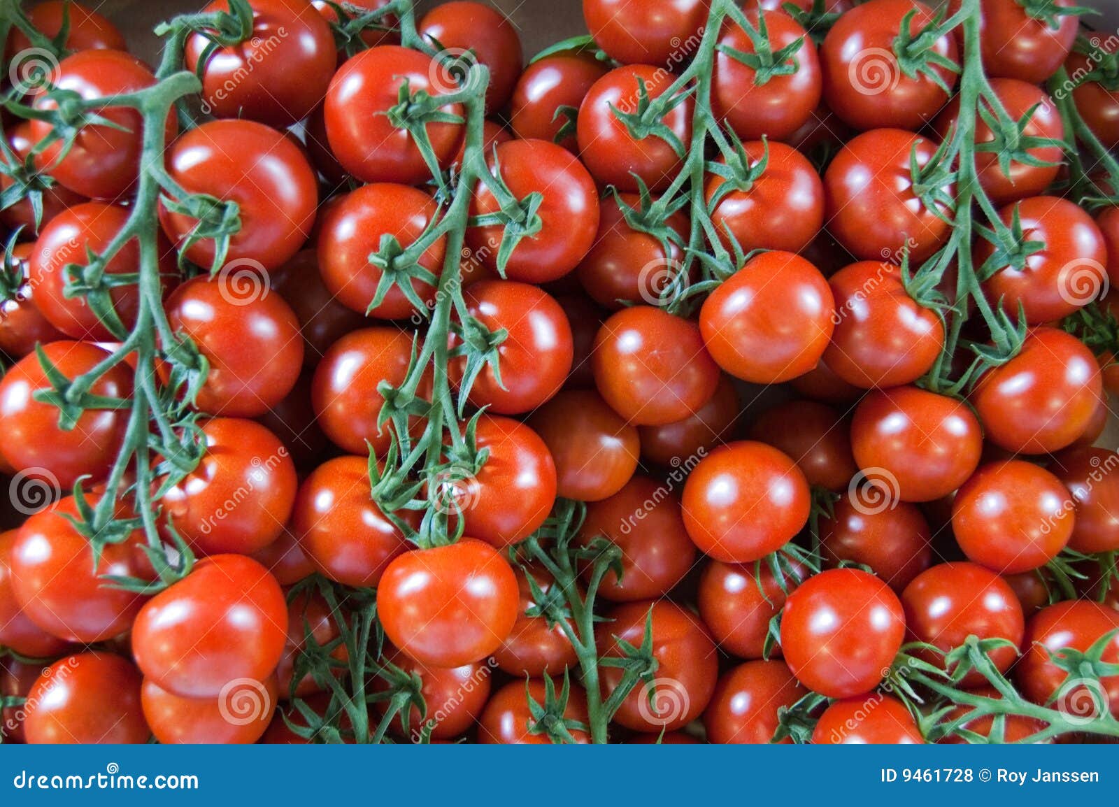Tomatoes on the vine stock photo. Image of farm, harvest - 9461728