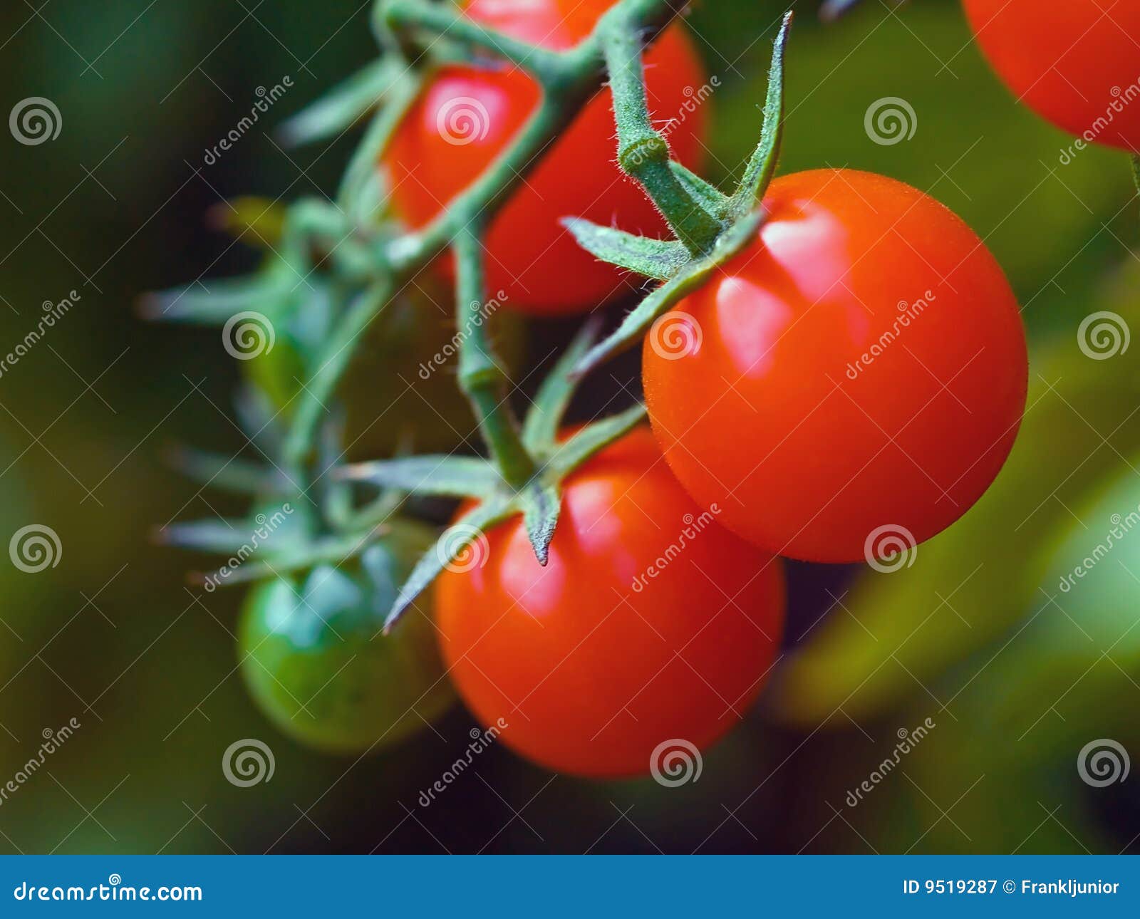 Tomatoes on the Vine stock image. Image of background - 9519287