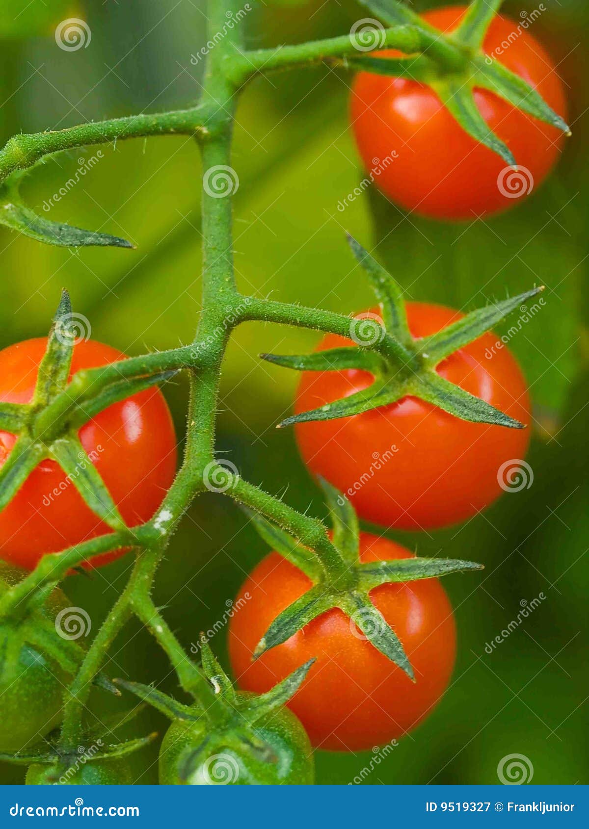 Tomatoes on the Vine stock image. Image of flavor, crop - 9519327