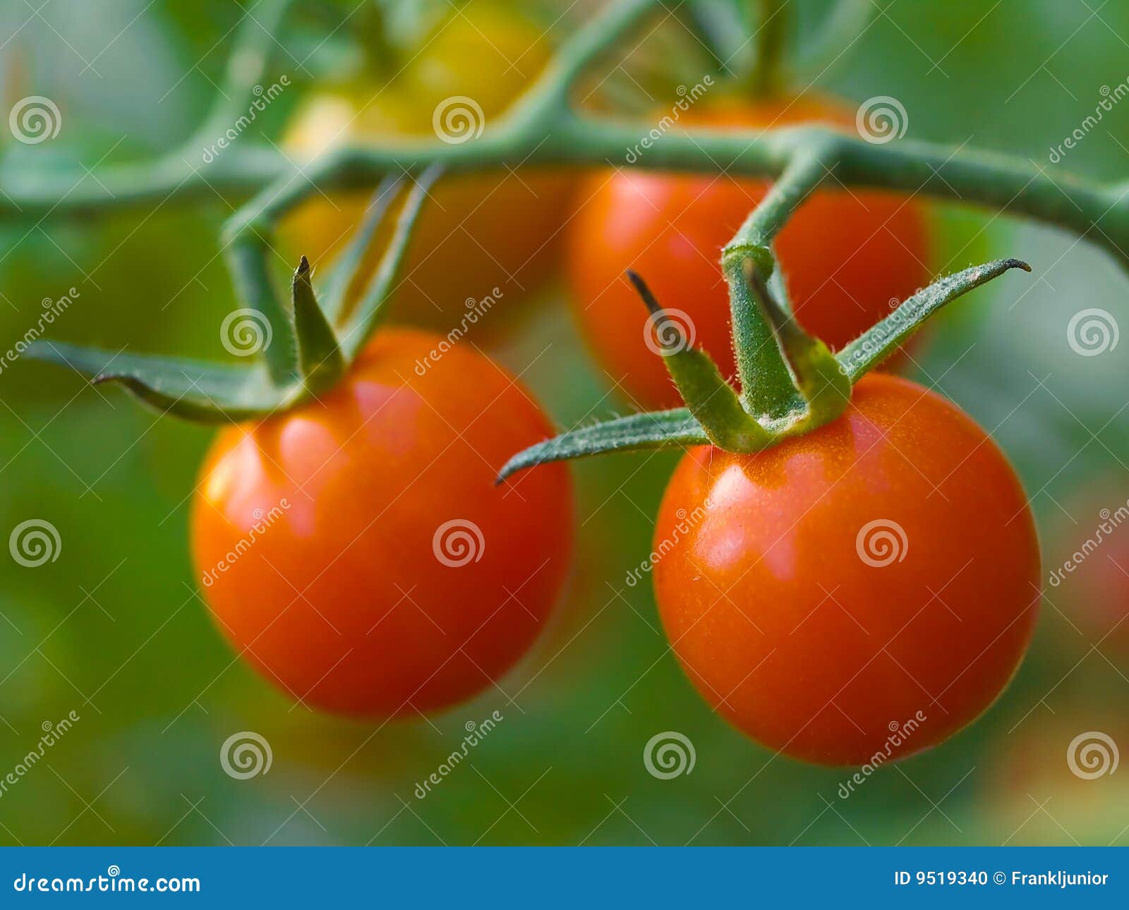 Tomatoes on the Vine stock photo. Image of garden, cherry - 9519340