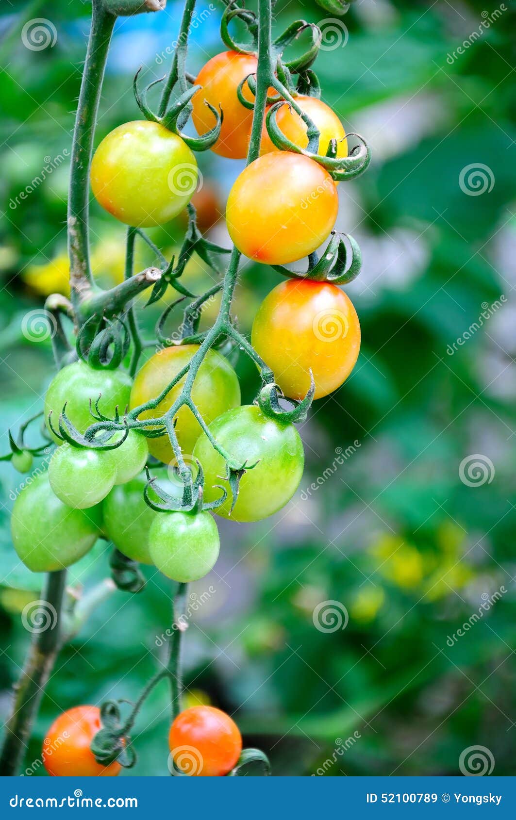 Tomatoes on the vine stock image. Image of greenhouse - 52100789