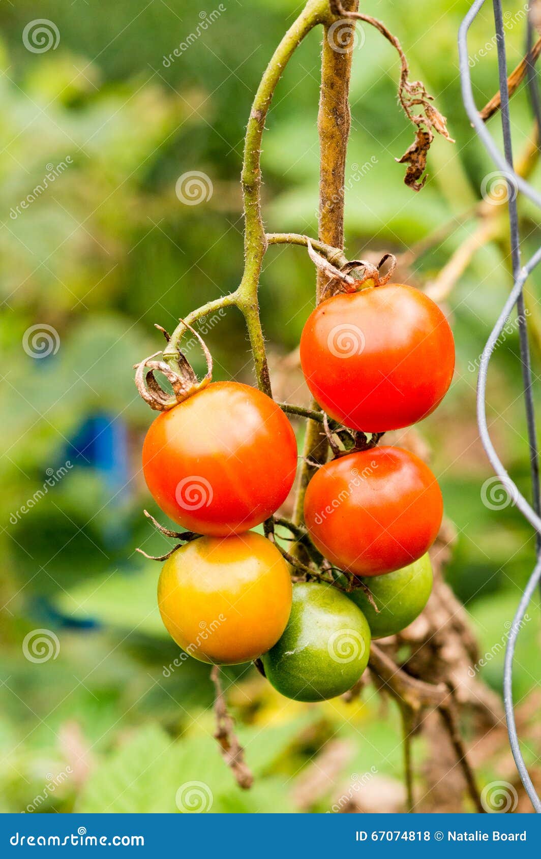 Tomatoes on a vine stock photo. Image of food, vine, organic - 67074818