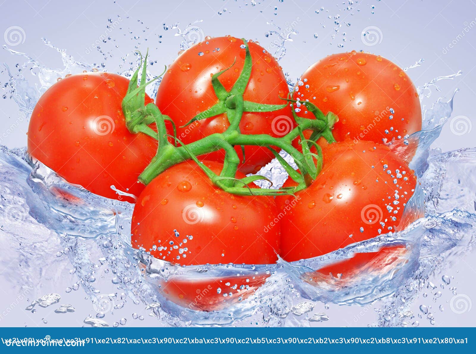 Tomatoes in water stock photo. Image of mixed, food, natural - 15862746