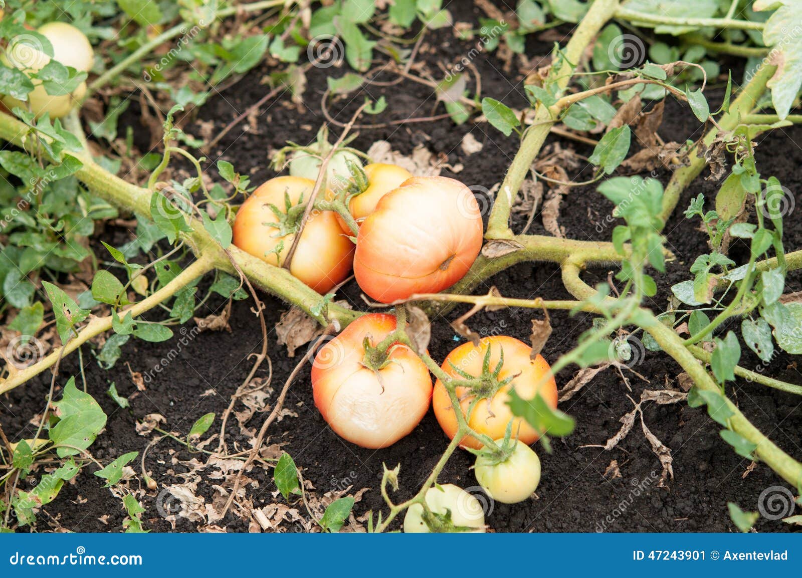 Tomatos Damaged by Tomato Rot and Drought Stock Image - Image of ...