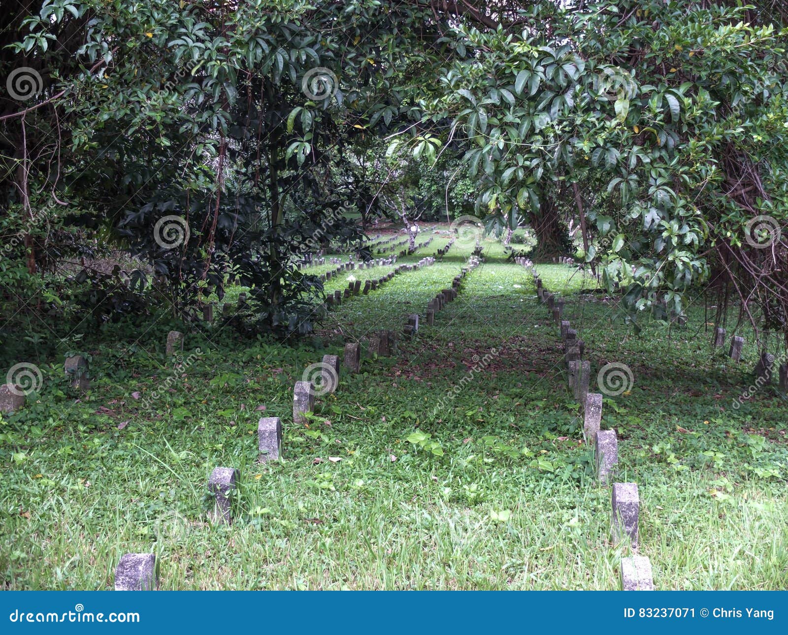 Tomb behind the trees stock image. Image of defoliation - 83237071