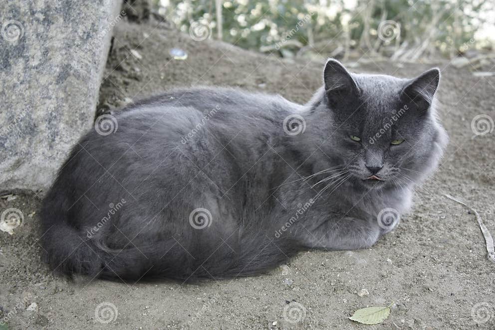 Tomcat stock photo. Image of fluffy, carnivorous, breed - 11210088