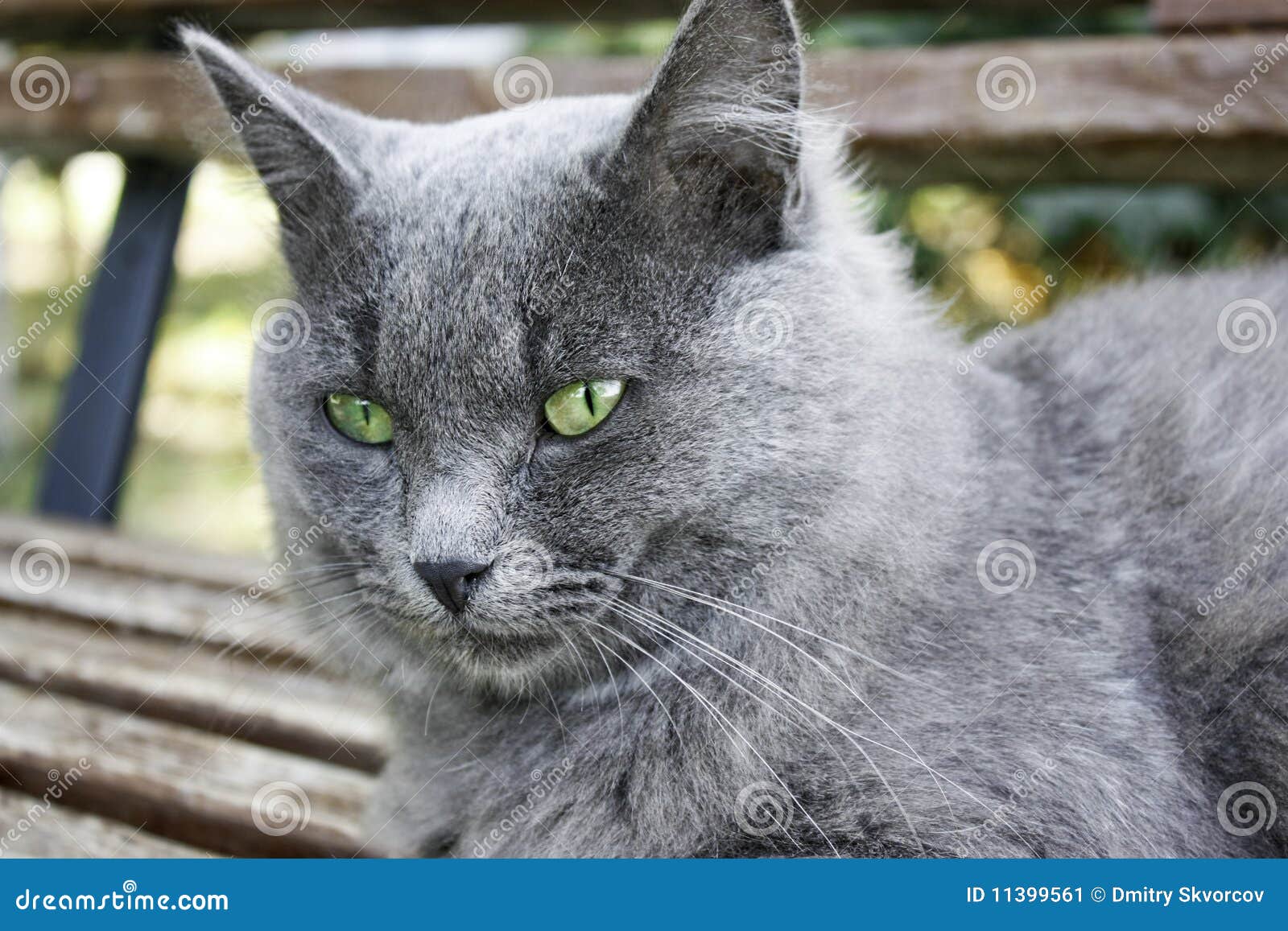 Tomcat stock image. Image of kitten, carnivorous, fluffy - 11399561