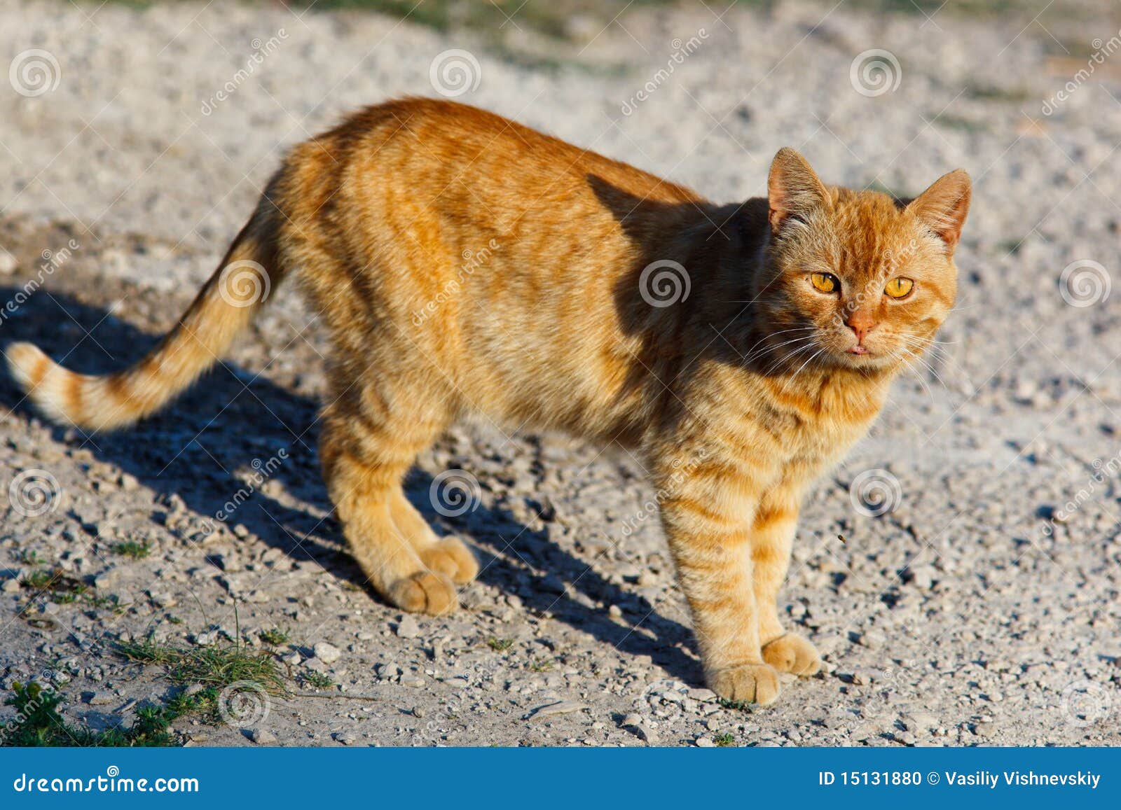 Tomcat stock photo. Image of catus, redheaded, outdoor - 15131880