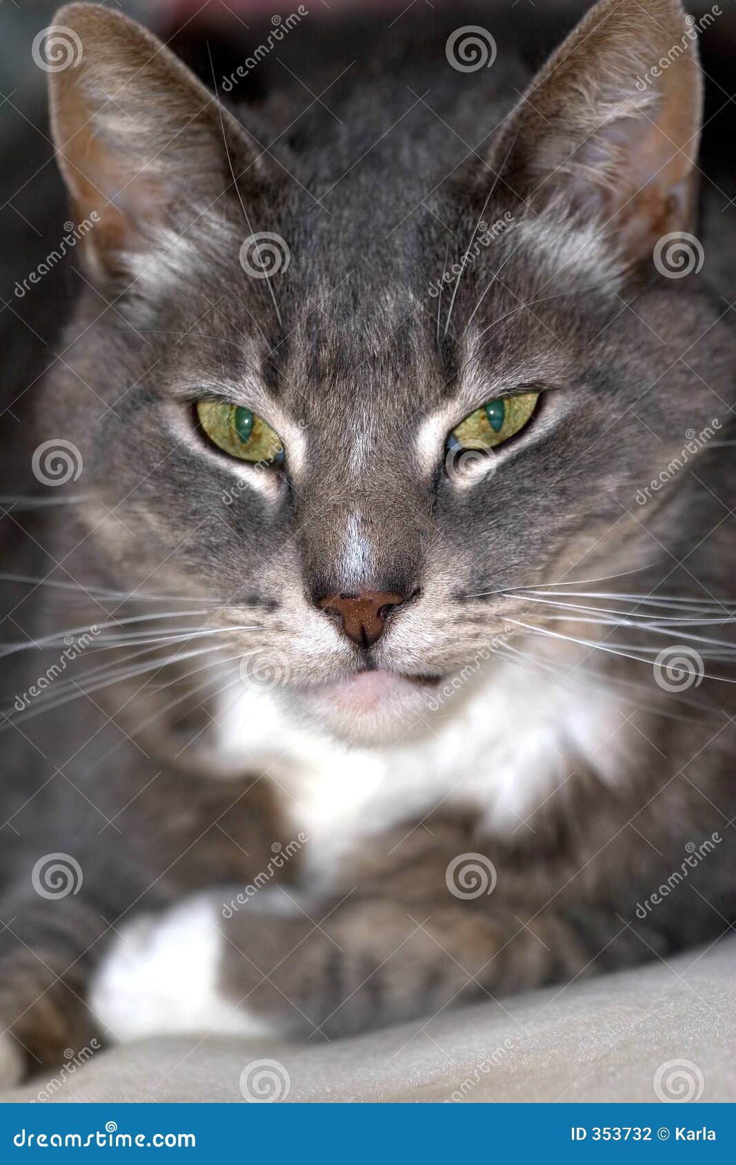 Tomcat with Focus on the Face Stock Photo - Image of resting, pensive ...