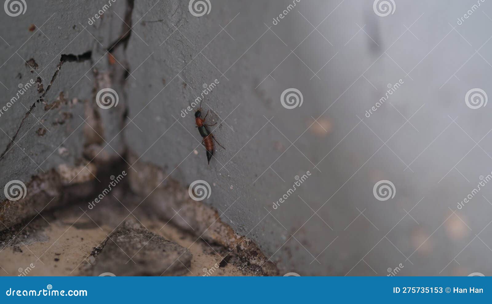 Tomcat Insect Stock Photos - Free & Royalty-Free Stock Photos from ...